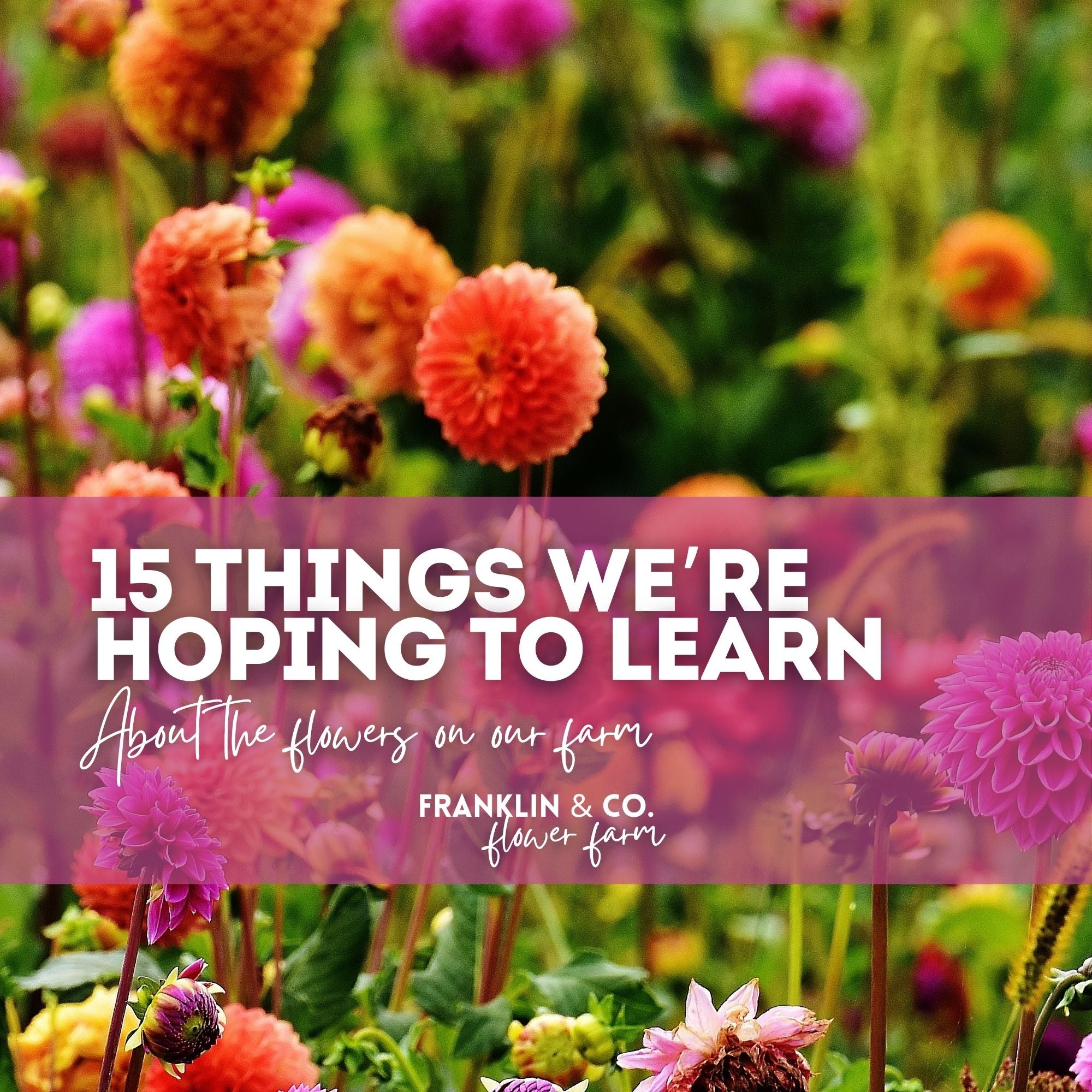 15 Things We're Hoping to Learn About the Flowers on Our Farm ...